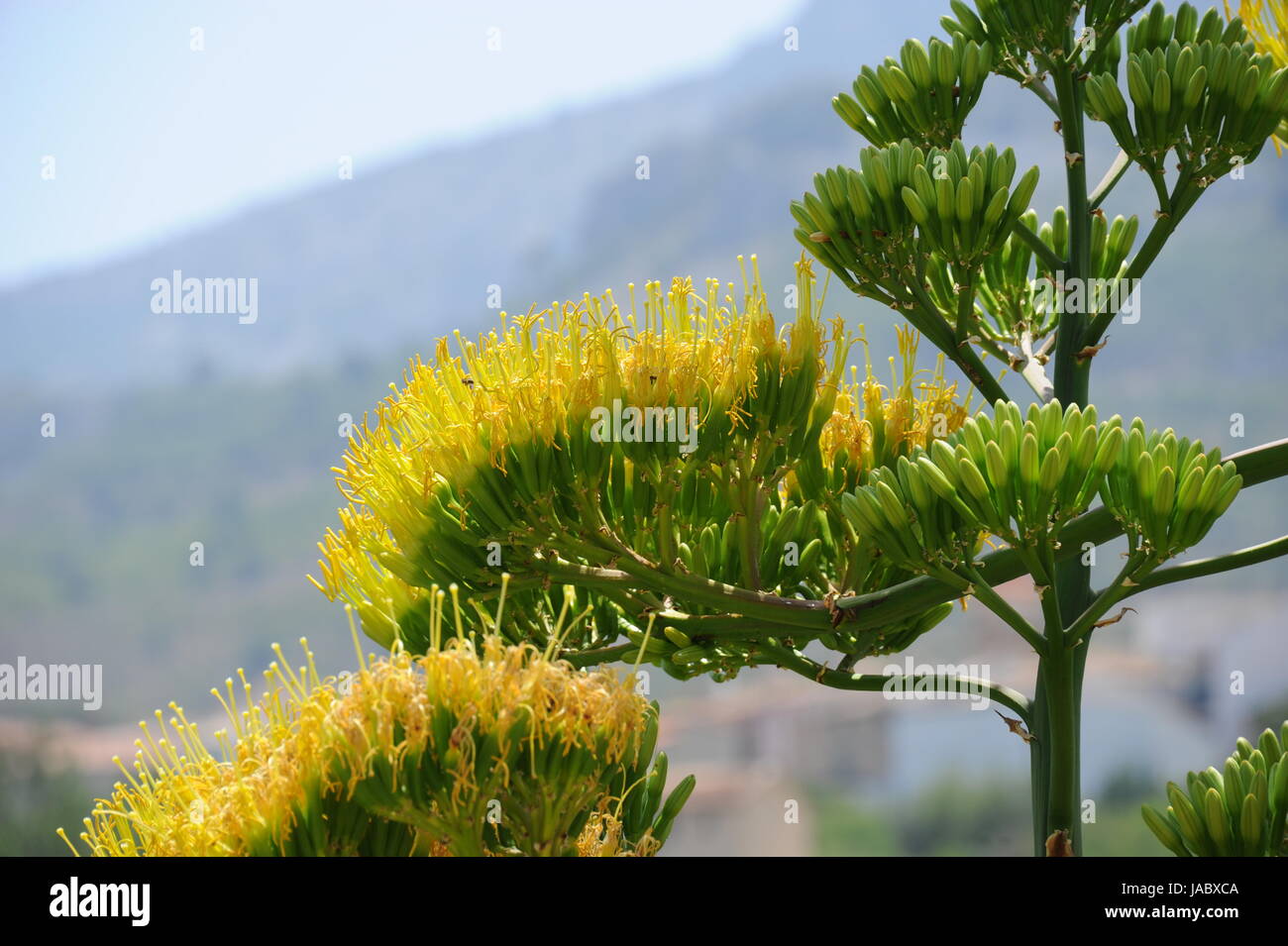spain - agave Stock Photo - Alamy