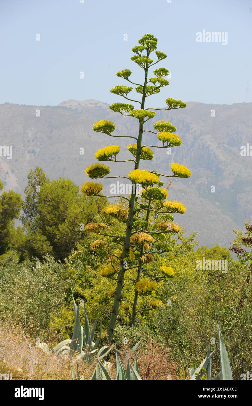 spain - agave Stock Photo - Alamy