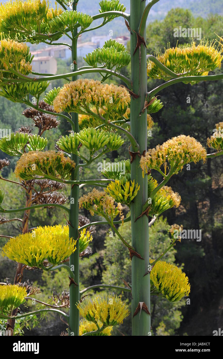 spain - agave Stock Photo - Alamy