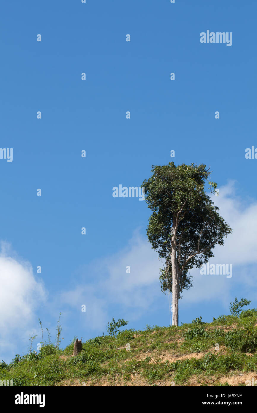one tree on hill on blue sky background Stock Photo - Alamy