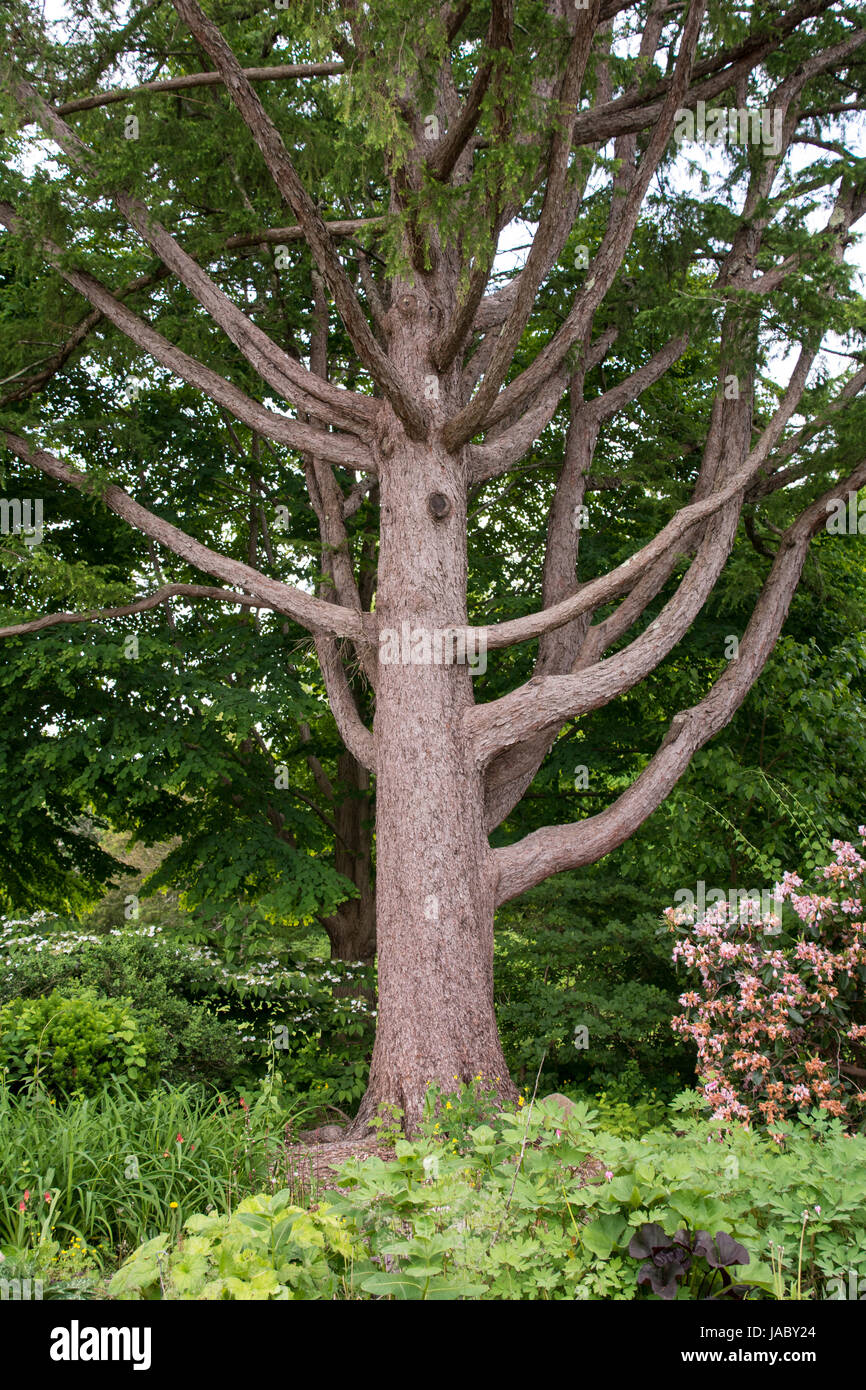 A European Larch tree Stock Photo - Alamy