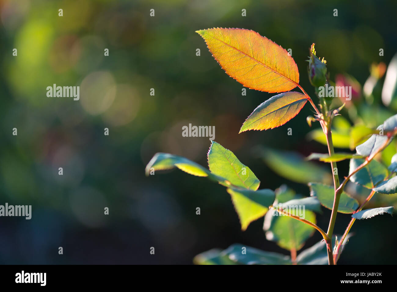 Rose Leaves High Resolution Stock Photography and Images - Alamy