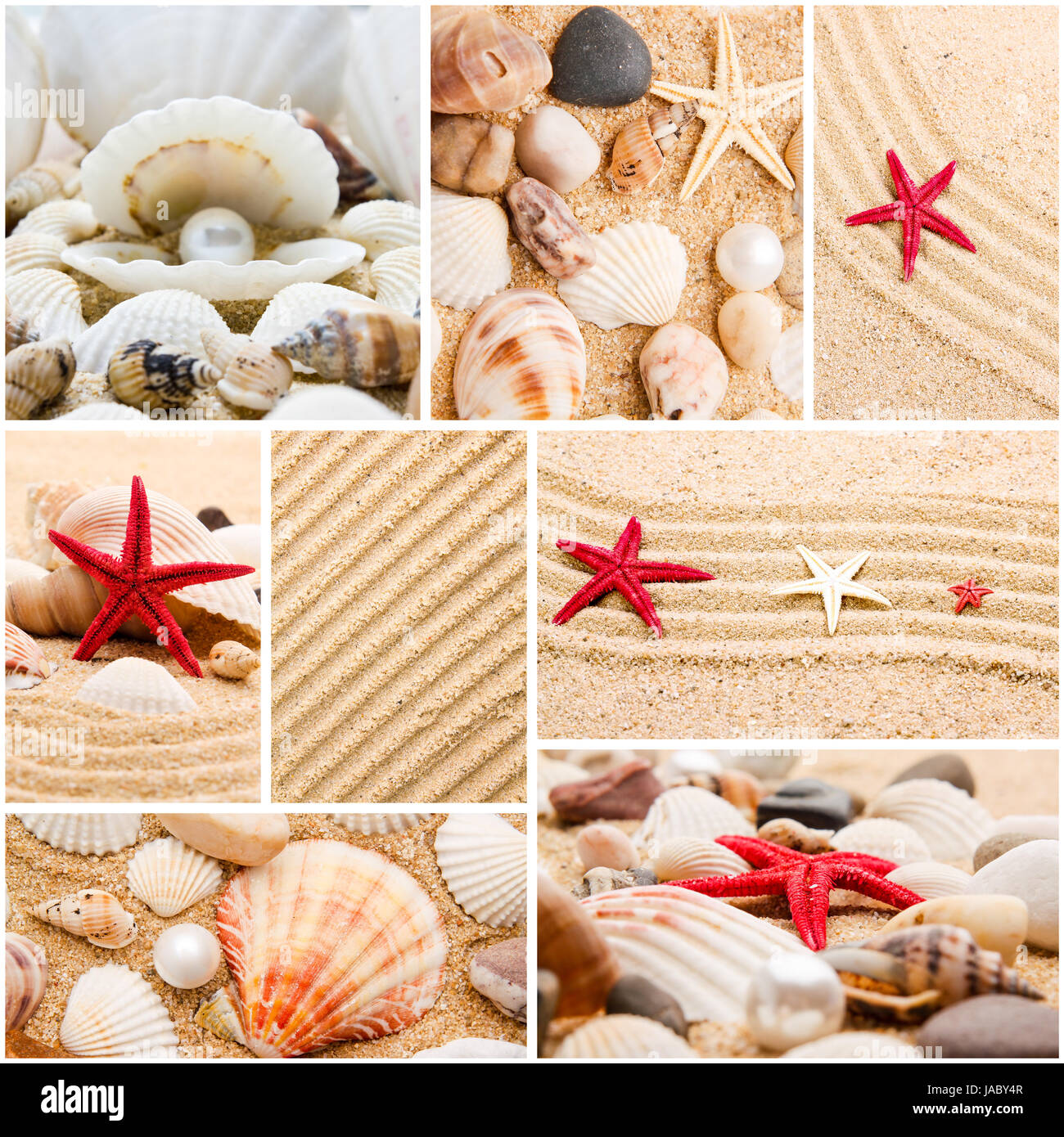 Collage of summer seashells. collection of seashells. pearl on the ...