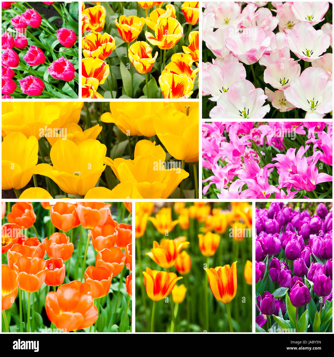 Tulips collage. Spring flowers Stock Photo - Alamy