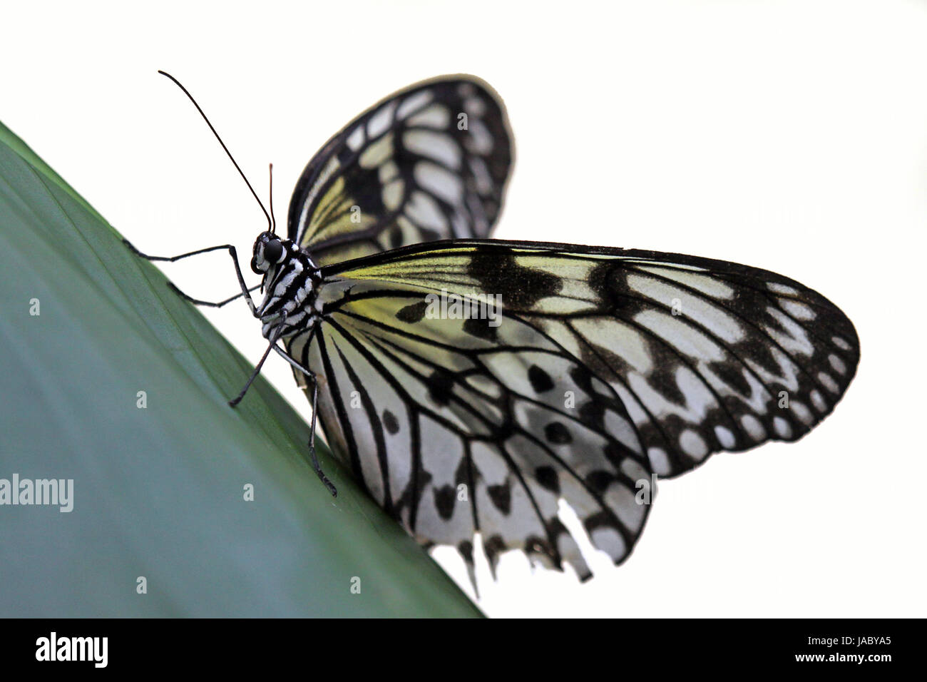 paper kite butterfly idea leuconoe than macro Stock Photo - Alamy