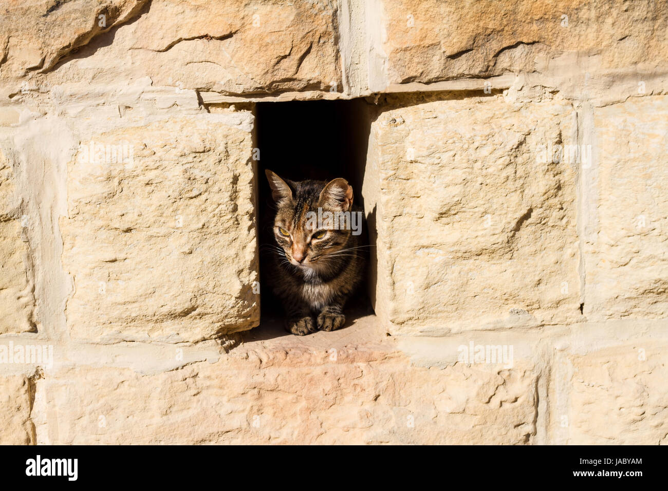 A cat looking from a hole in the wall Stock Photo - Alamy