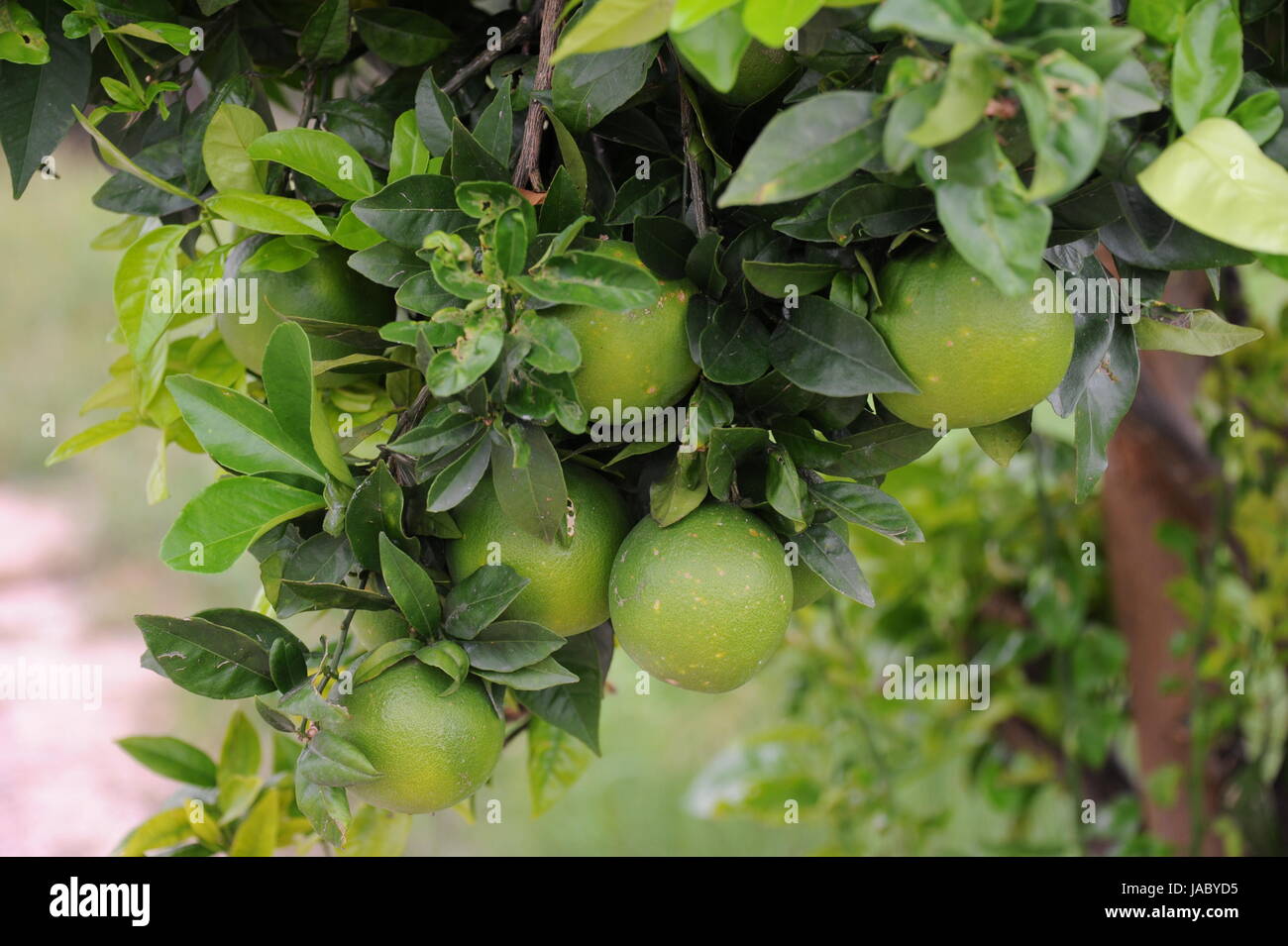 spain - orange tree Stock Photo - Alamy