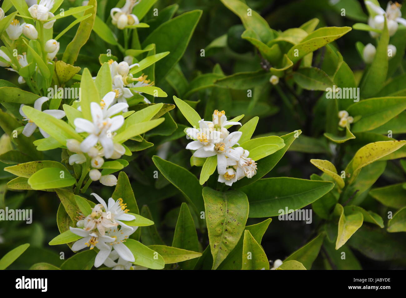 Mandarin buds hi-res stock photography and images - Alamy