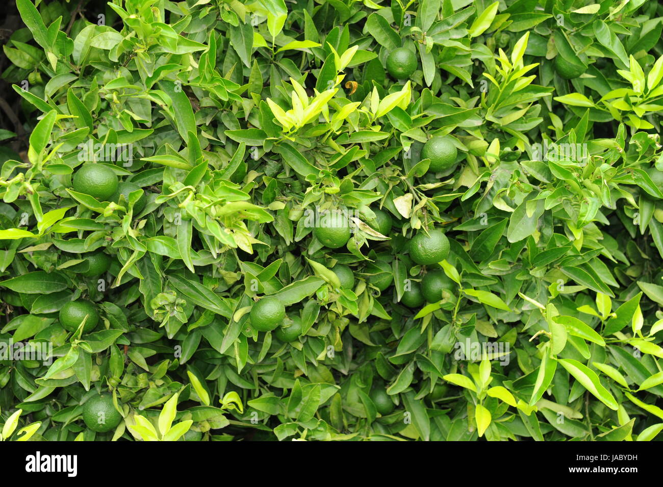 Mandarin buds hi-res stock photography and images - Alamy