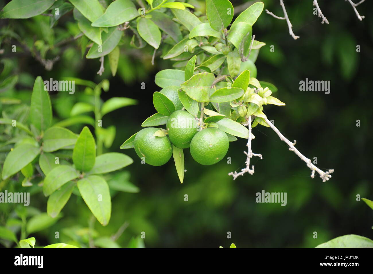 Mandarin buds hi-res stock photography and images - Alamy