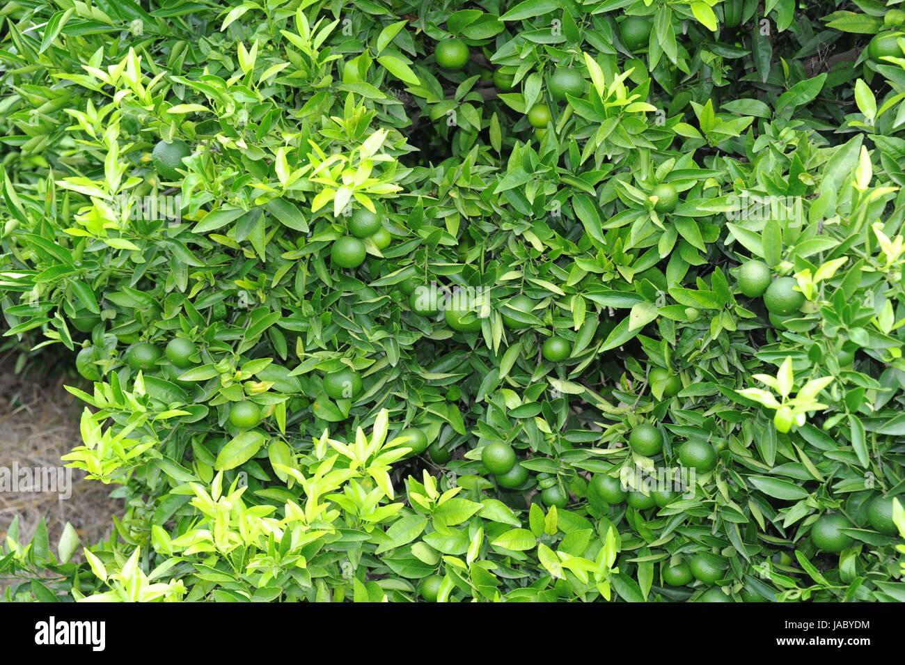 Mandarin buds hi-res stock photography and images - Alamy
