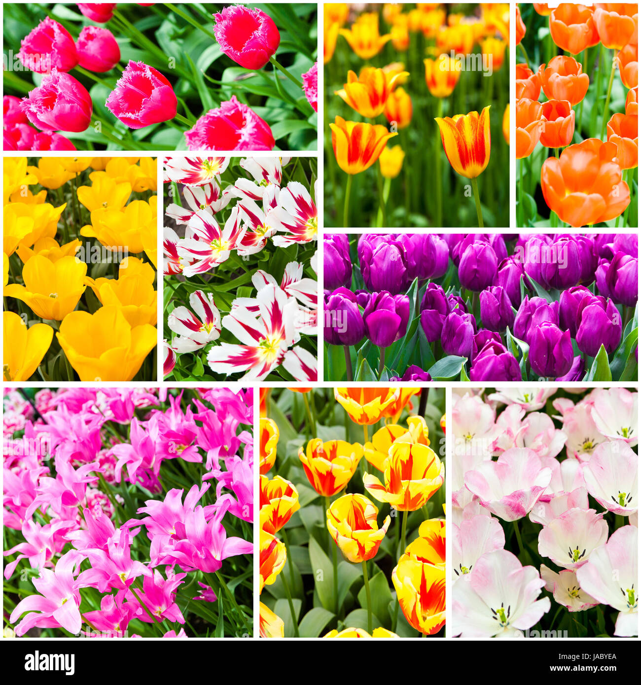Tulips collage. Spring flowers Stock Photo - Alamy