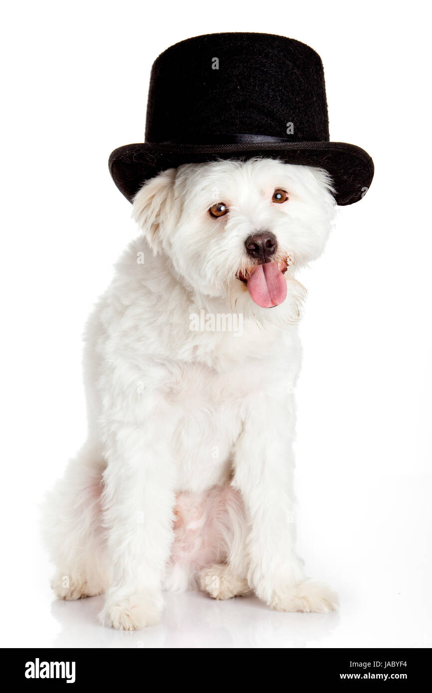 A dog with hat isolated on white background Stock Photo - Alamy