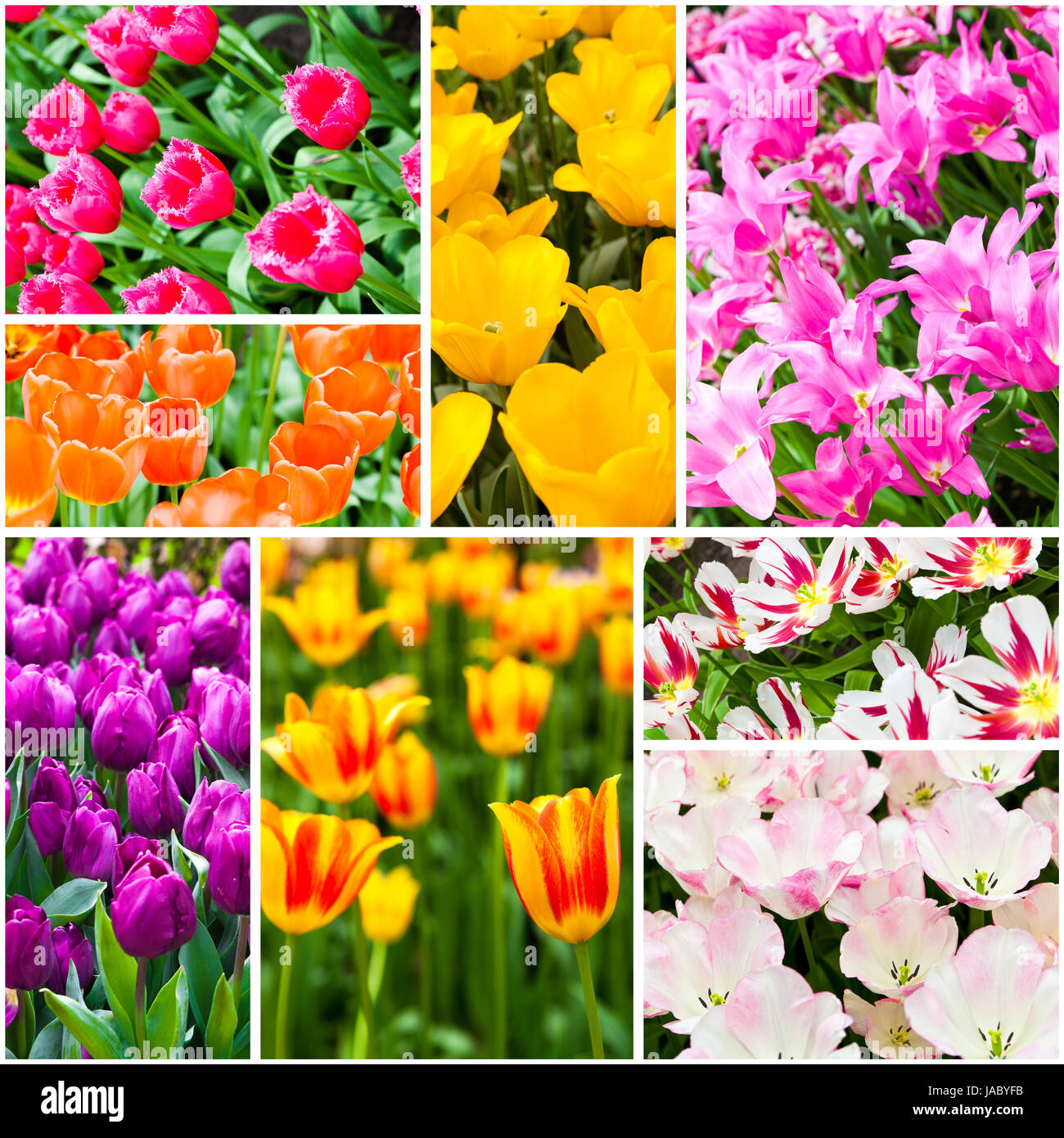 Tulips collage. Spring flowers Stock Photo - Alamy