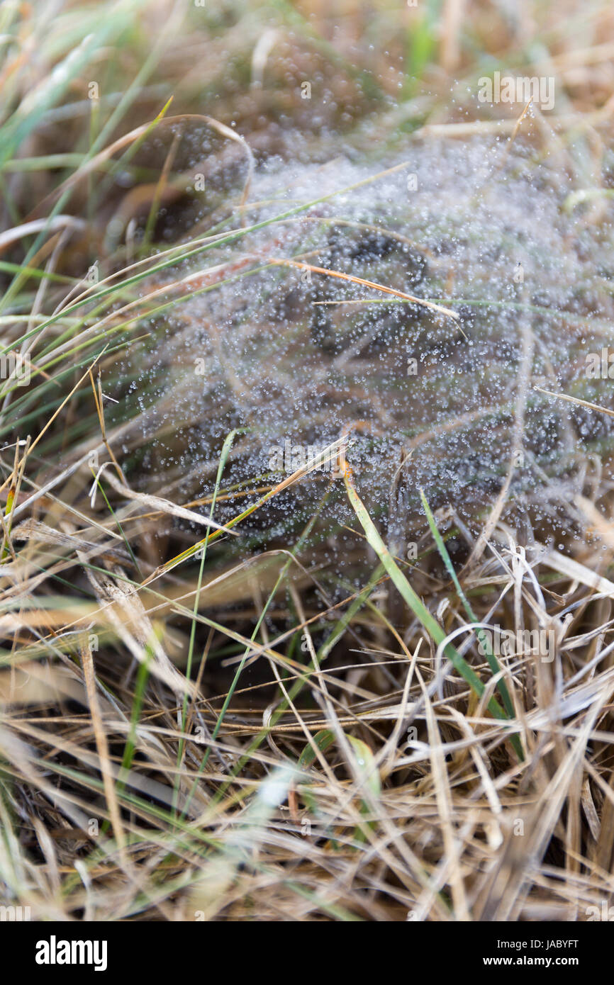 Water spider nest hi-res stock photography and images - Alamy