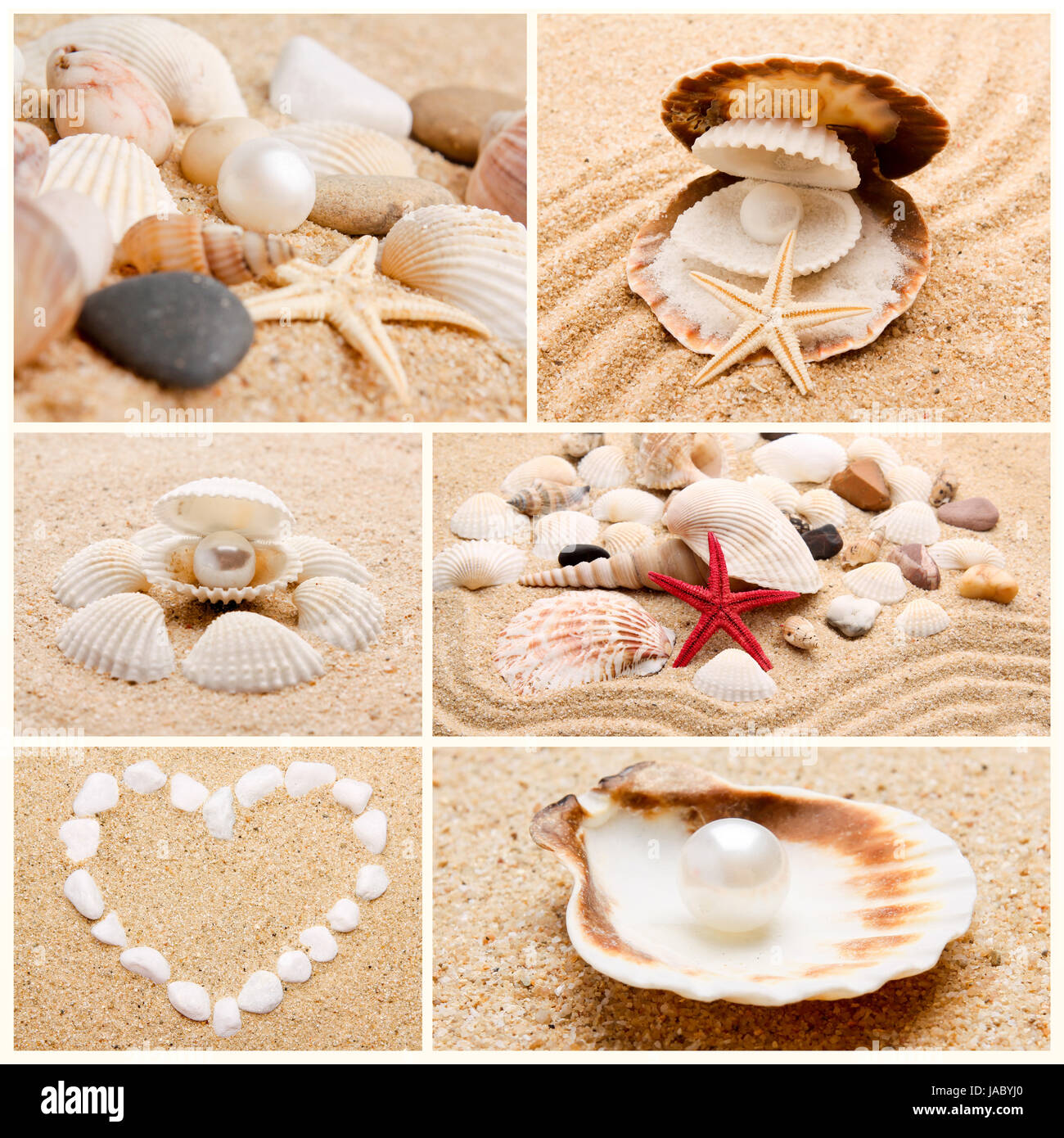 collection of seashells. pearl on the seashell . The exotic sea shell ...