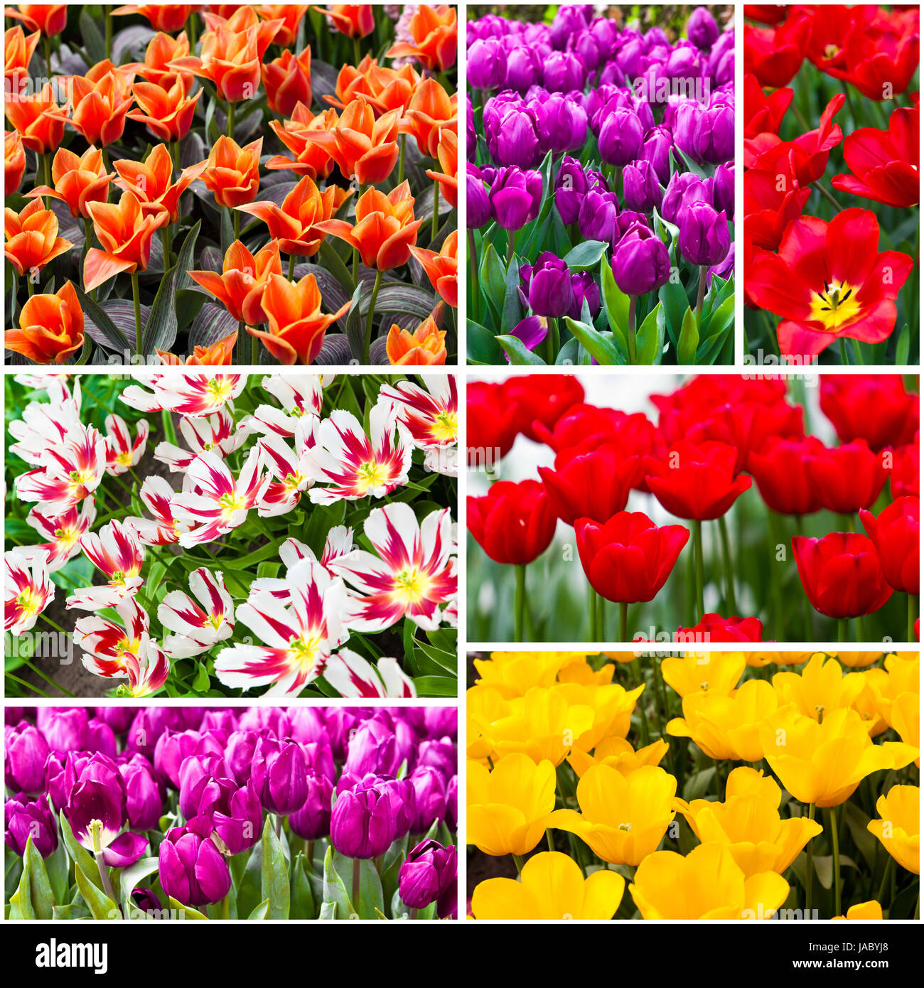 Tulips collage. Spring flowers Stock Photo - Alamy