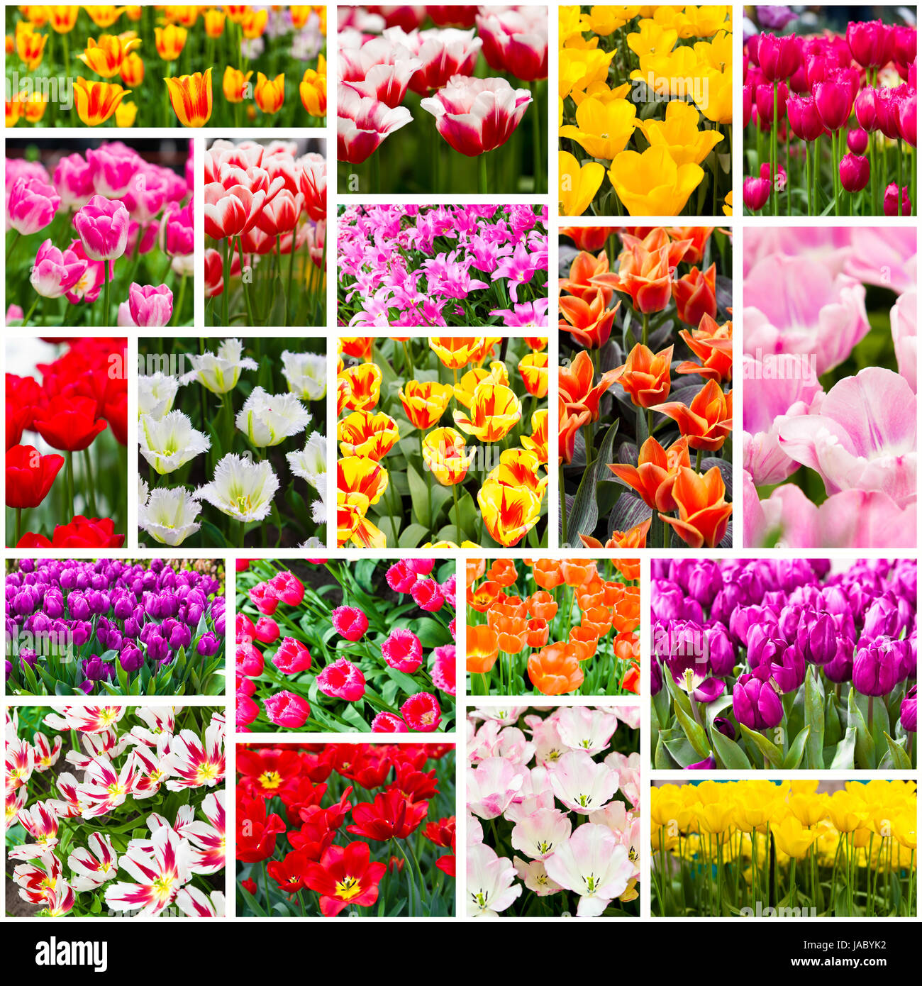 Tulips collage. Spring flowers Stock Photo - Alamy