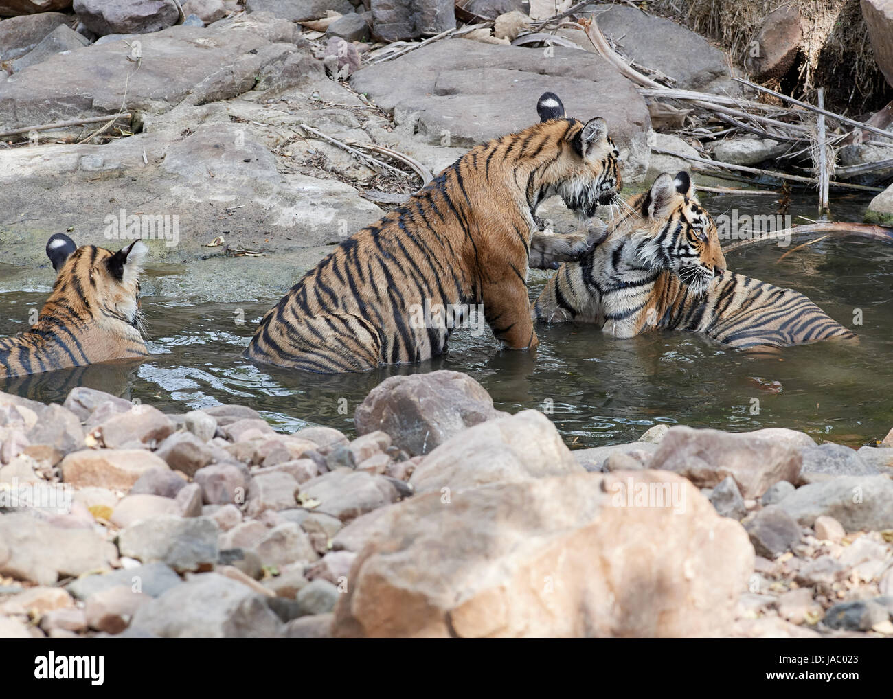 Tiger Sniffing Tree High Resolution Stock Photography and Images - Alamy