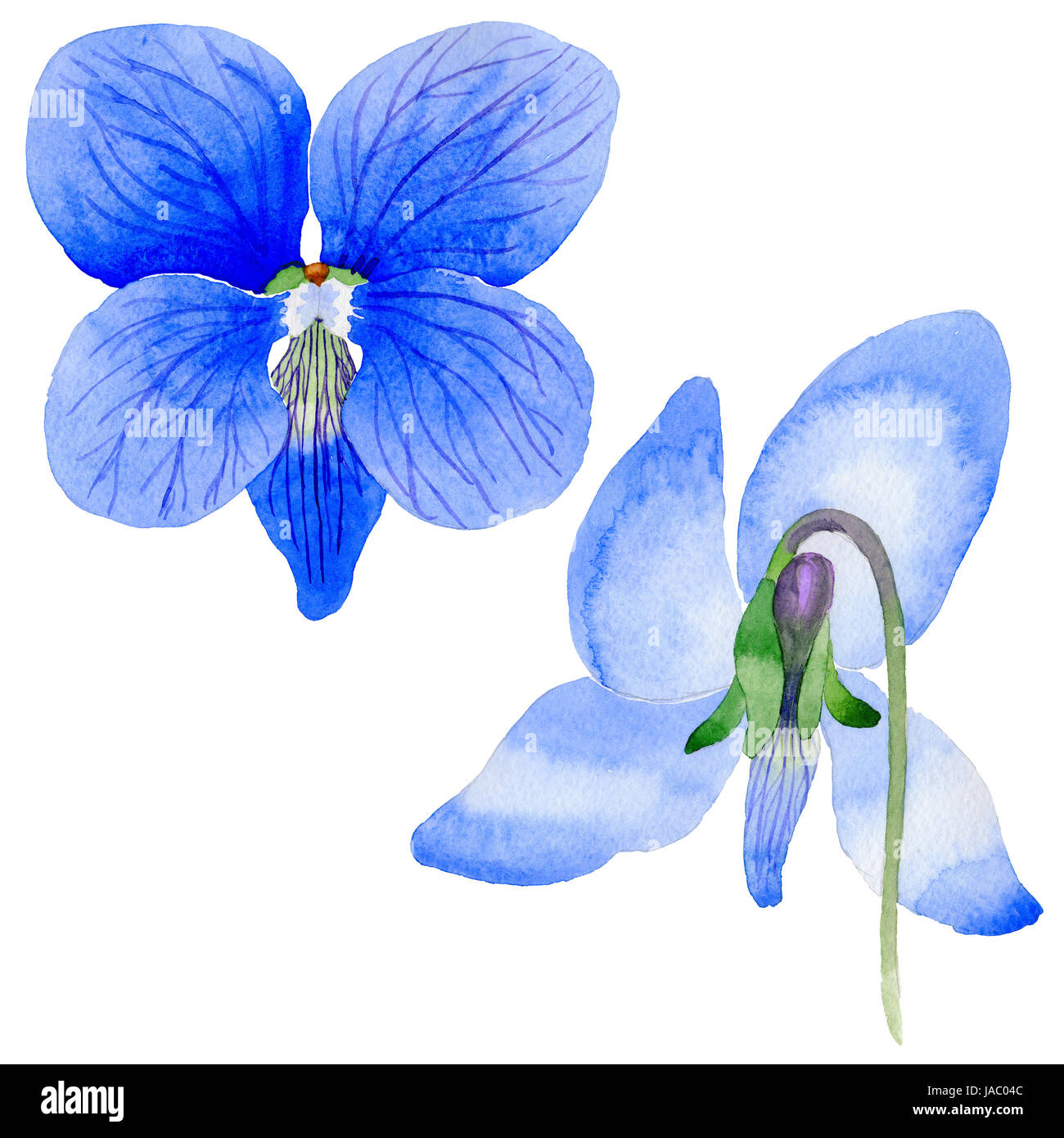 Wildflower Viola papilionacea flower in a watercolor style isolated ...