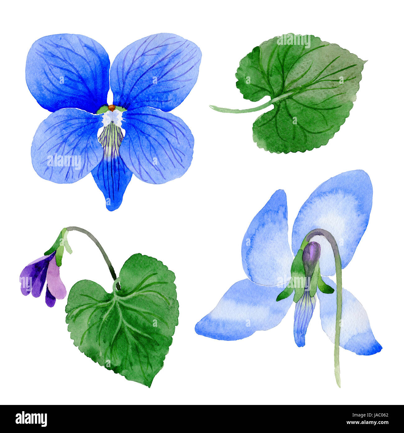 Wildflower Viola papilionacea flower in a watercolor style isolated ...