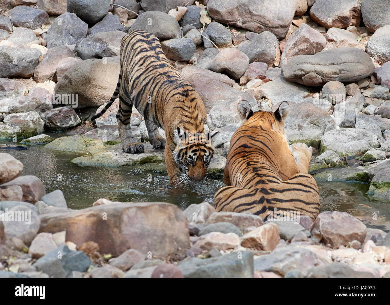 Bengal Tiger Tigers Tigress Cub Mother High Resolution Stock ...