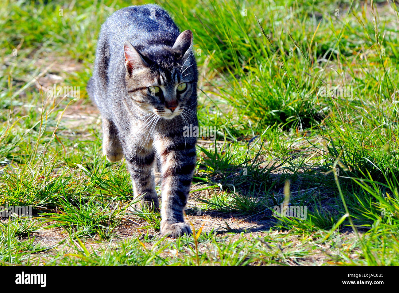 stubentiger on schlei tour Stock Photo - Alamy