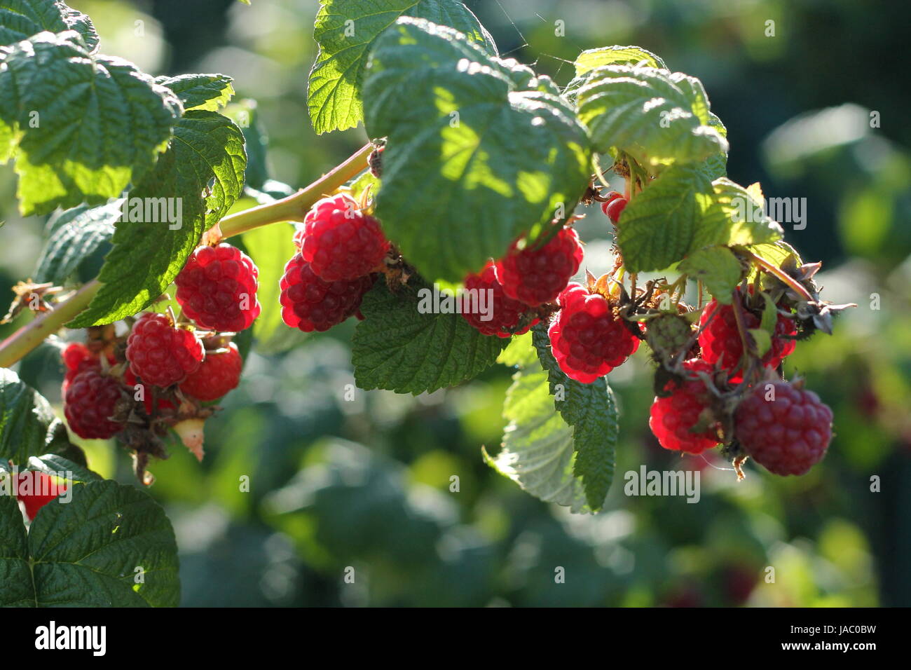 Heimisches obst hi-res stock photography and images - Alamy