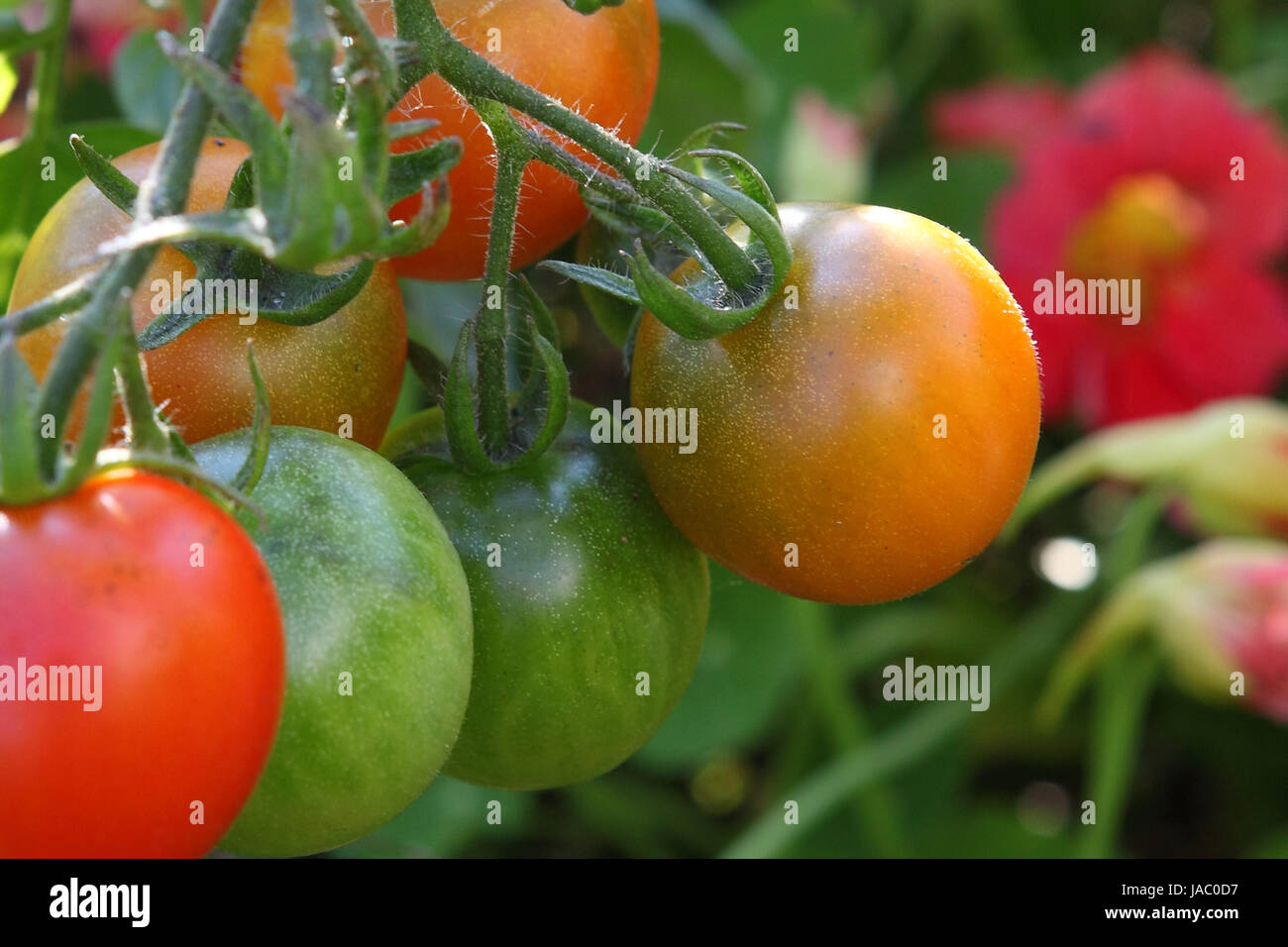 Tomatenstrauch hi-res stock photography and images - Alamy