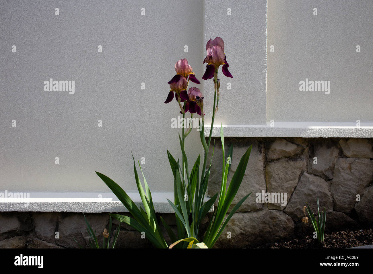 Beautiful blooming iris. It is close up on the wall Stock Photo - Alamy