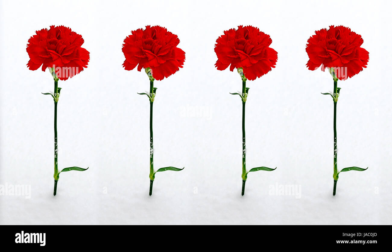 Vier rote Nelken im Schnee, four red carnations in the snow Stock Photo ...