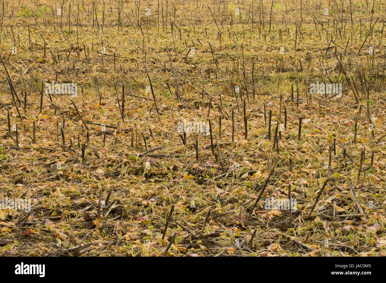 a stubble field in autumn Stock Photo - Alamy