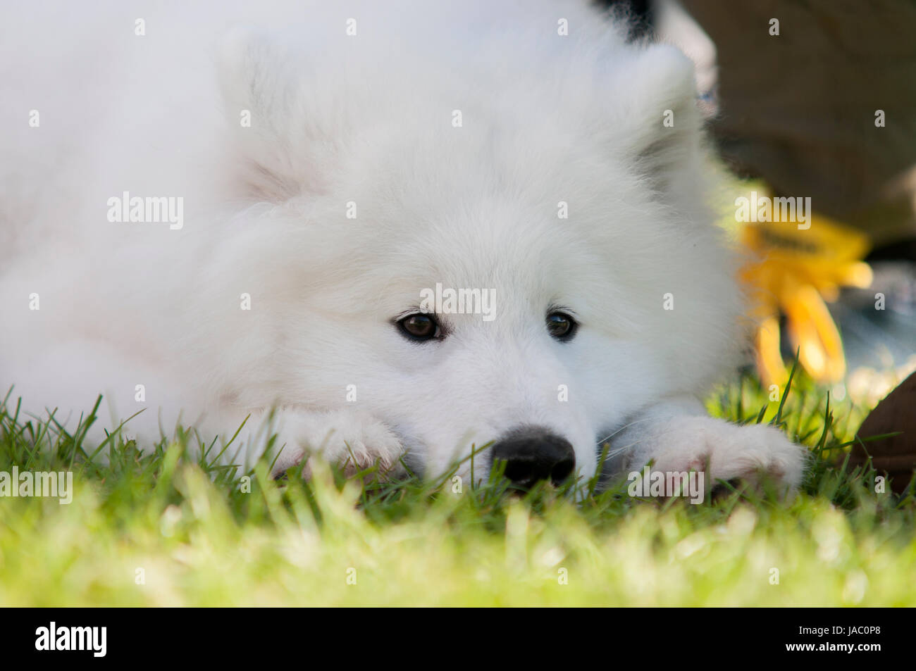 Samoyed jumping hi-res stock photography and images - Alamy