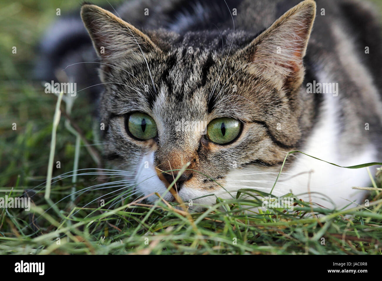 on the lurk Stock Photo - Alamy