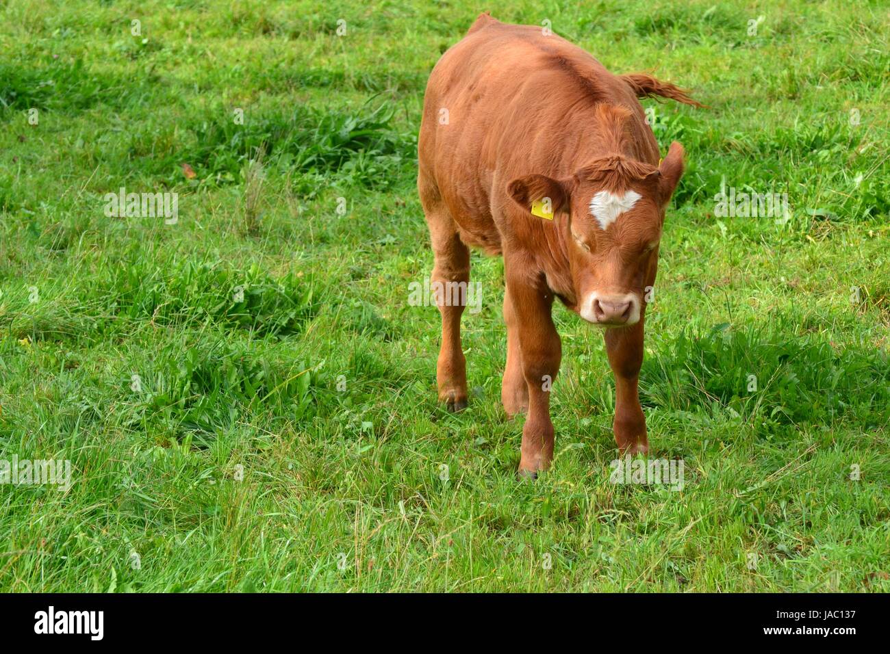 calf with heart Stock Photo - Alamy