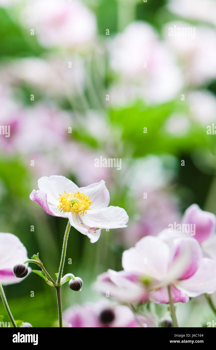 Japanese Anemone flowers in the garden, close up Stock Photo - Alamy