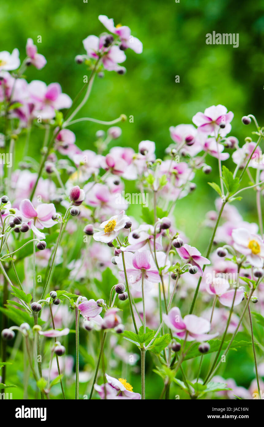 Japanese Anemone flowers in the garden, close up Stock Photo - Alamy