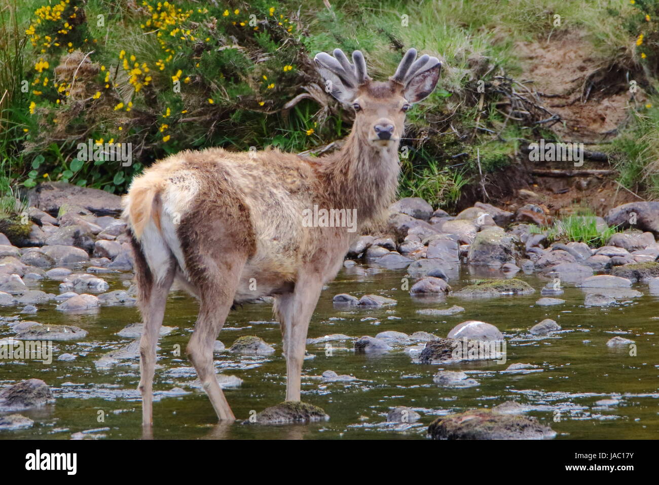 Largest native deer species hi-res stock photography and images - Alamy