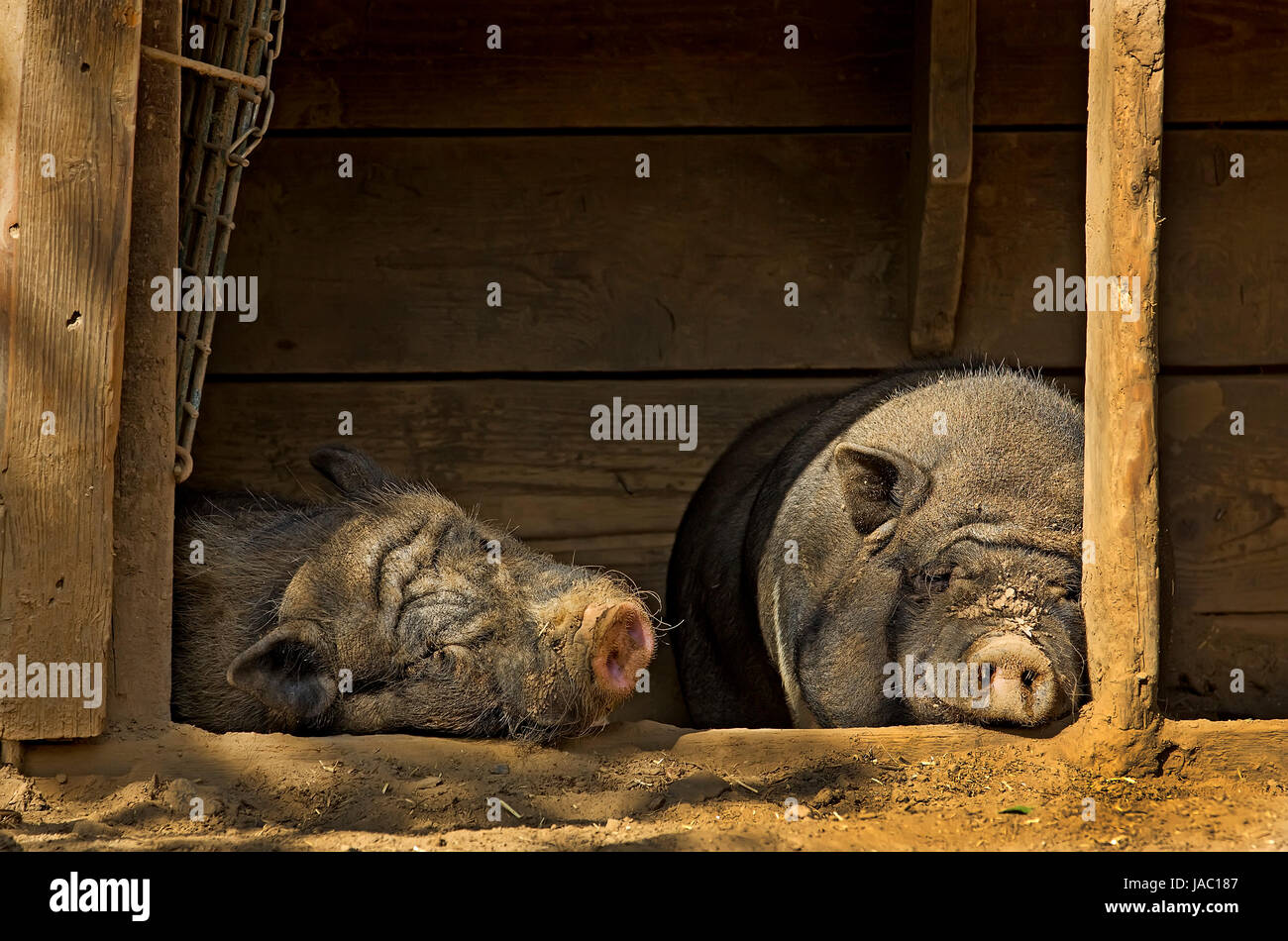 Pigs sleep in stall hi-res stock photography and images - Alamy