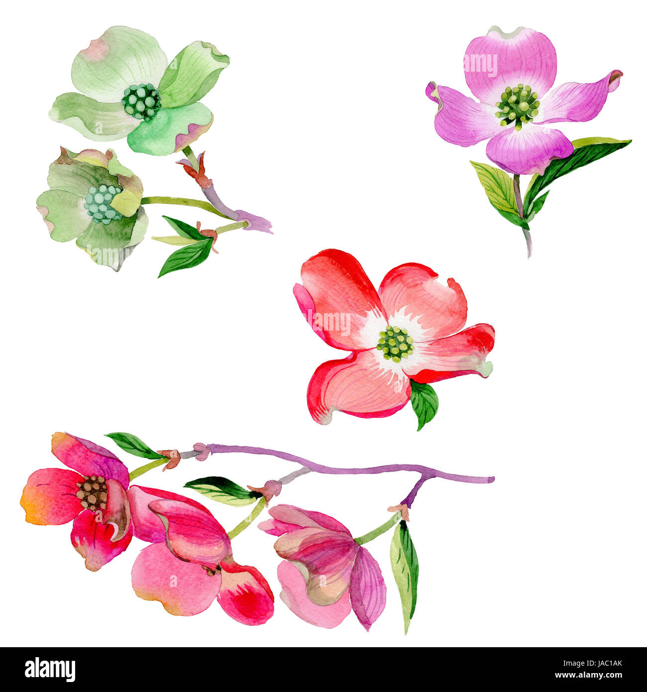 Wildflower Cornus Florida flower in a watercolor style isolated Stock ...