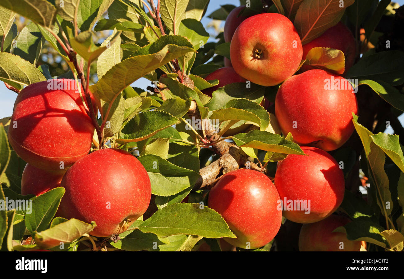 Elstar apple malus hi-res stock photography and images - Alamy