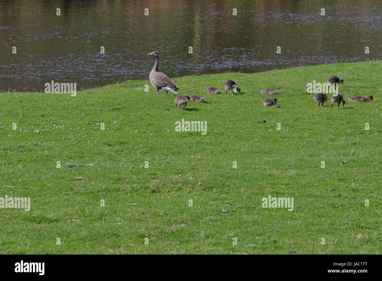 Greylag goose with young by the Helmsdale river in Sutherland, Scotland ...