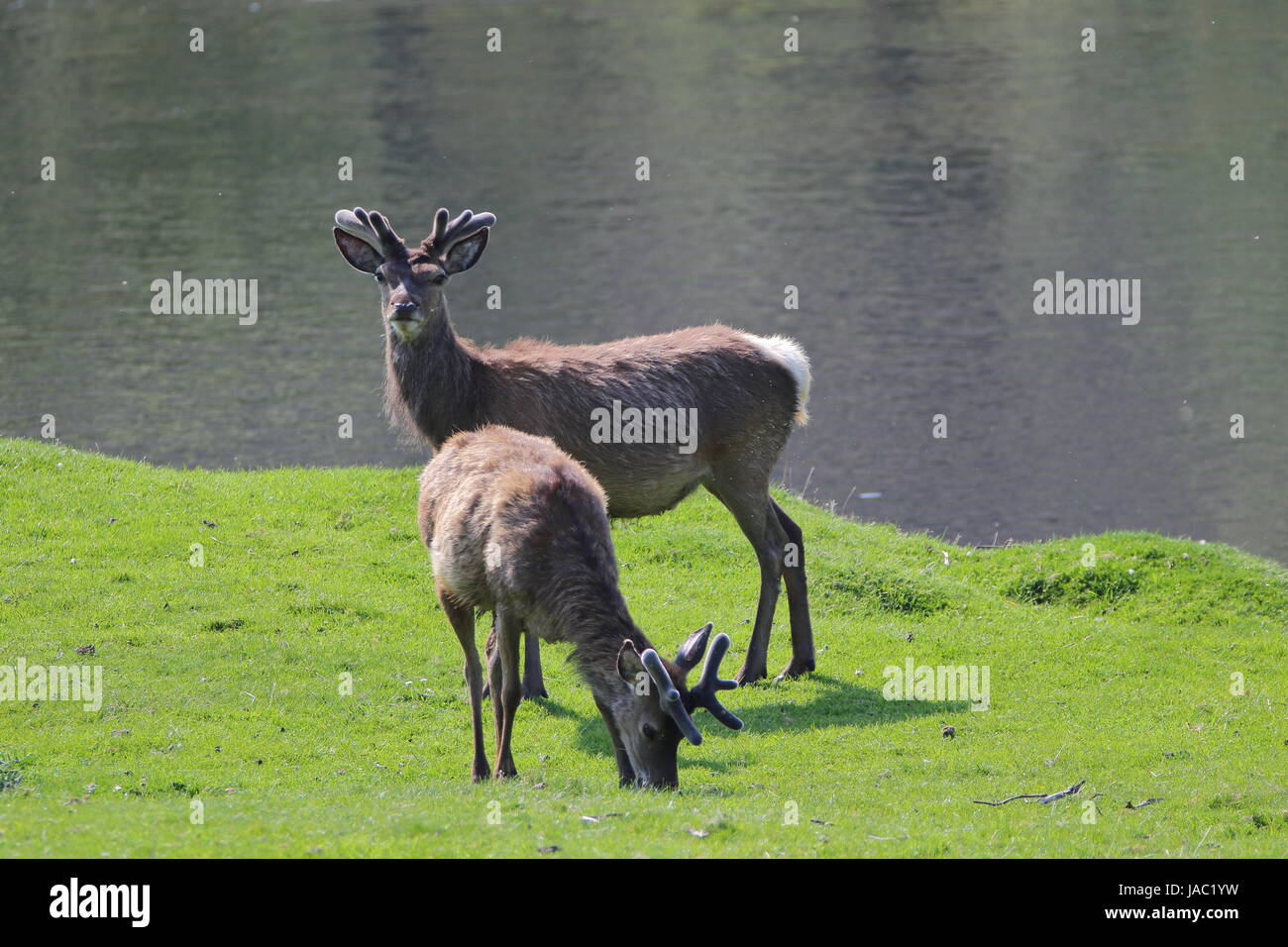 Largest native deer species hi-res stock photography and images - Alamy Largest native deer species hi-res stock photography and images - Alamy