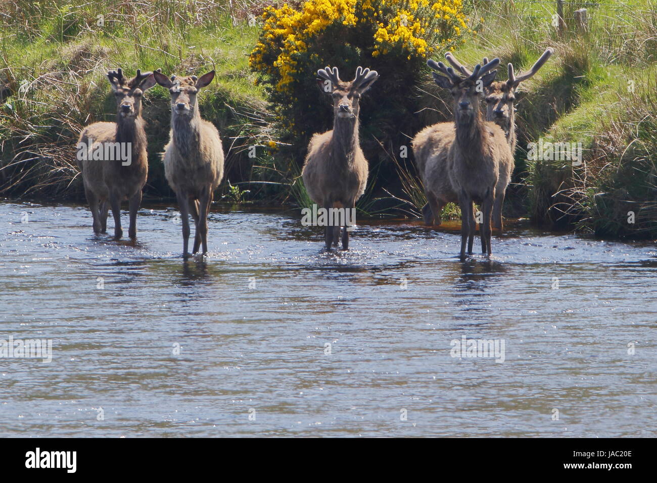 Largest native deer species hi-res stock photography and images - Alamy