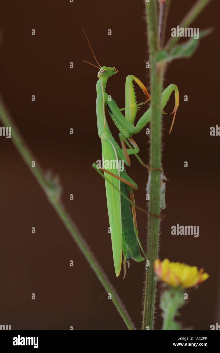 praying mantis religiosa Stock Photo - Alamy