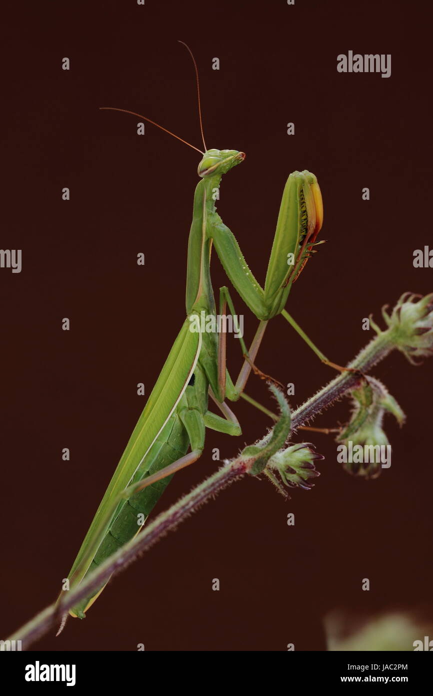 praying mantis religiosa Stock Photo - Alamy