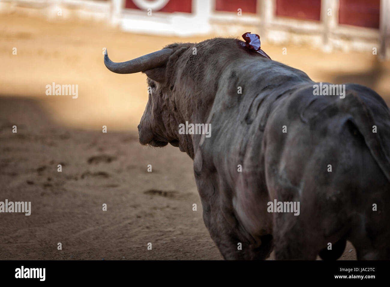 Capture of the figure of a brave bull in a bullfight, Spain Stock Photo ...