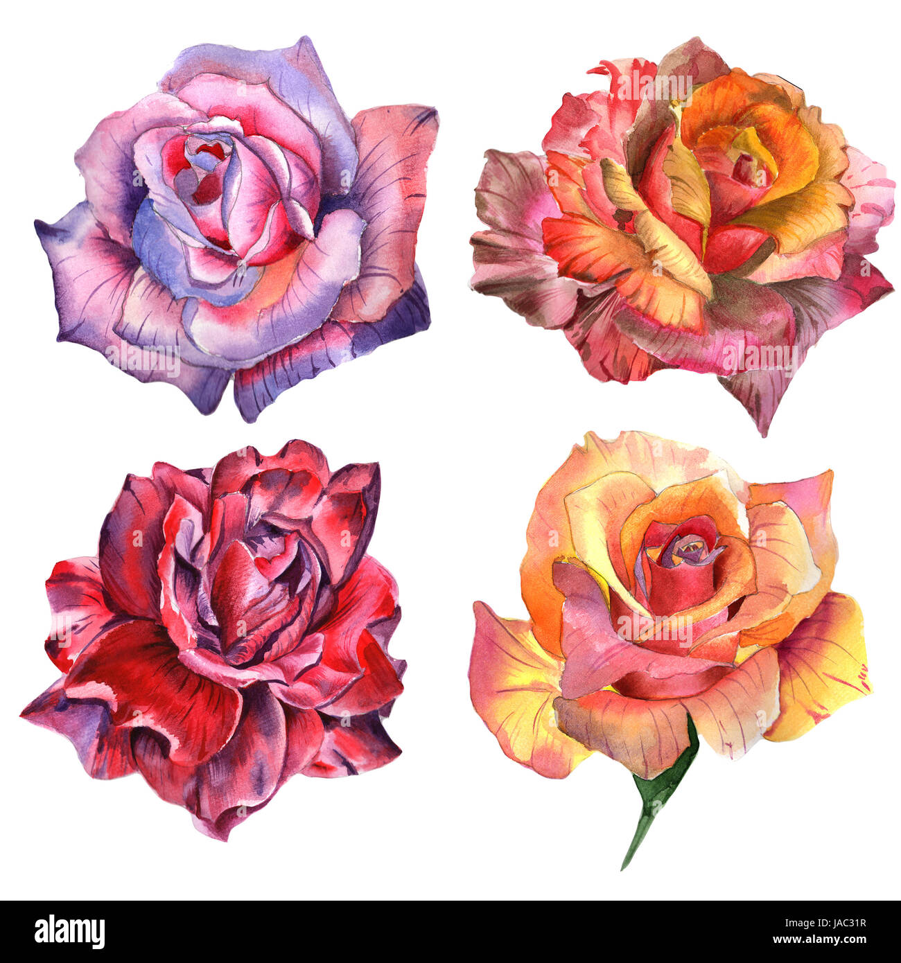 Wildflower rose flower in a watercolor style isolated Stock Photo - Alamy