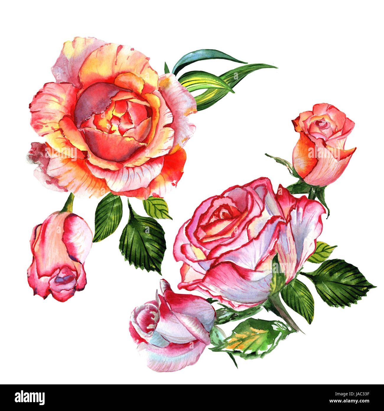 Wildflower rose flower in a watercolor style isolated Stock Photo - Alamy