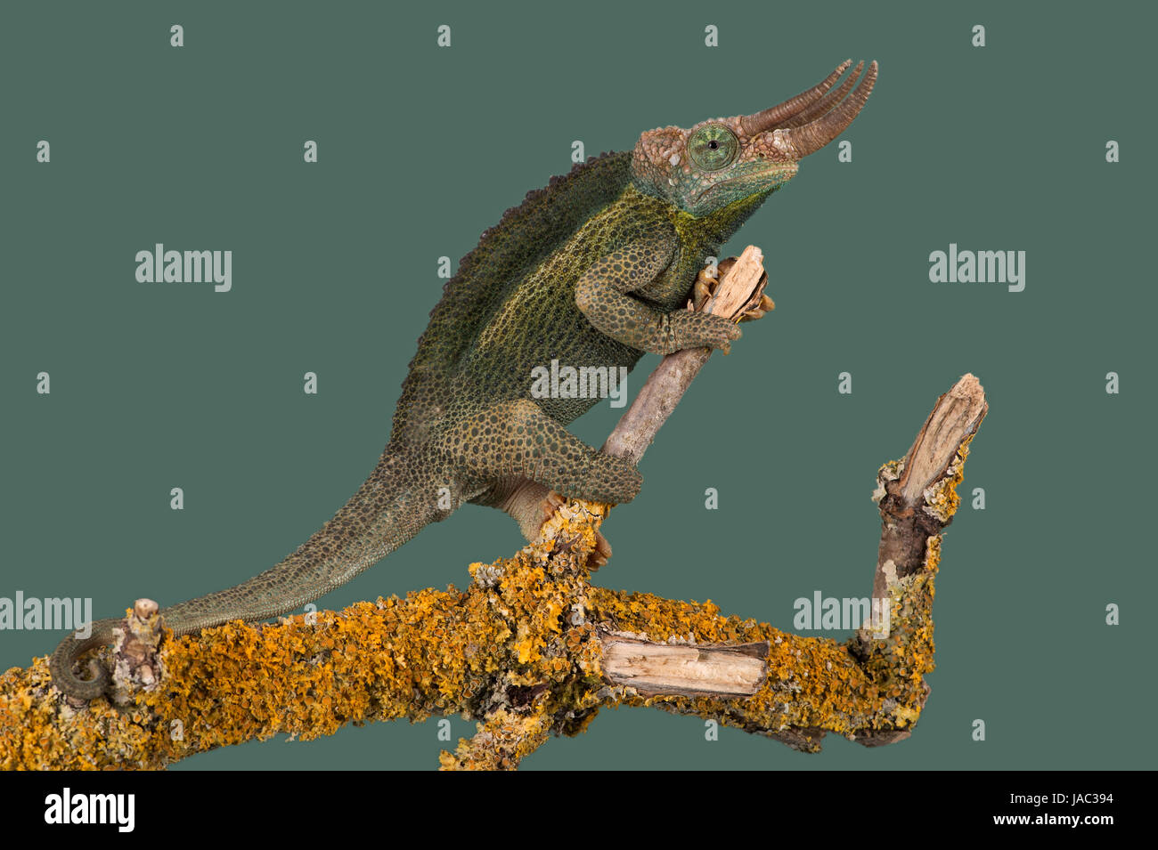 Jacksons Chameleon (Trioceros jacksonii Stock Photo - Alamy